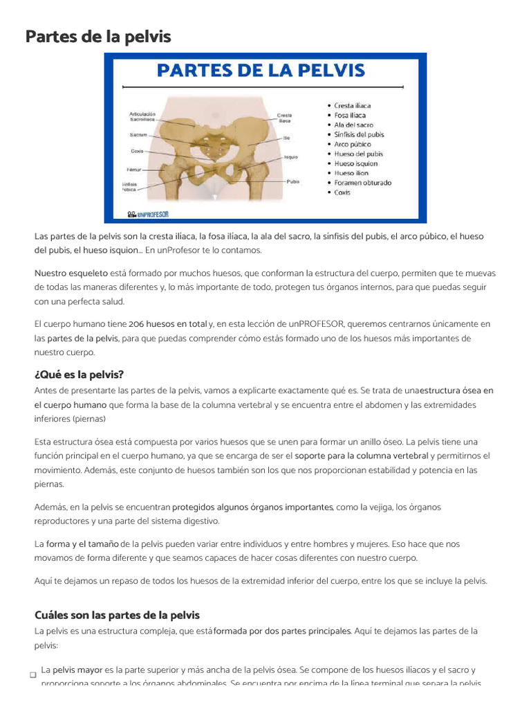 Partes y funciones de la pelvis humana | PDF | Pelvis | Sistema ...
