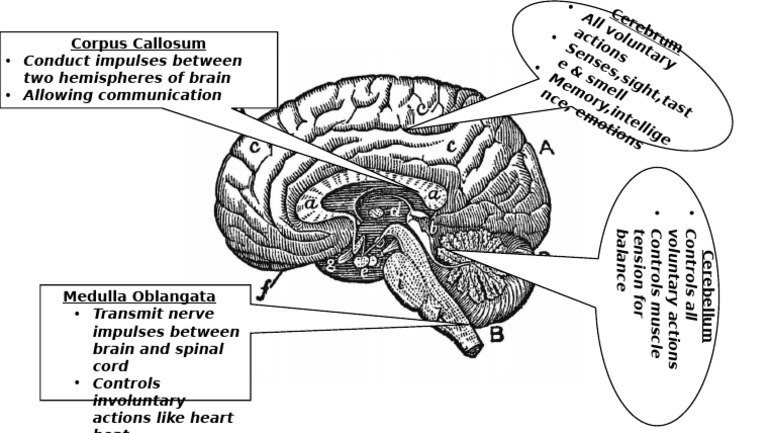 Brain Anatomy Pdf