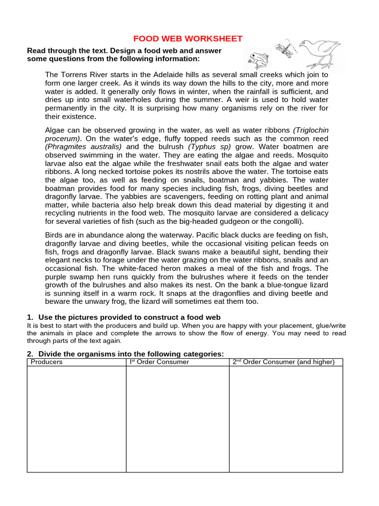 Wetland Food Web Overview | PDF | Food Web | Foods