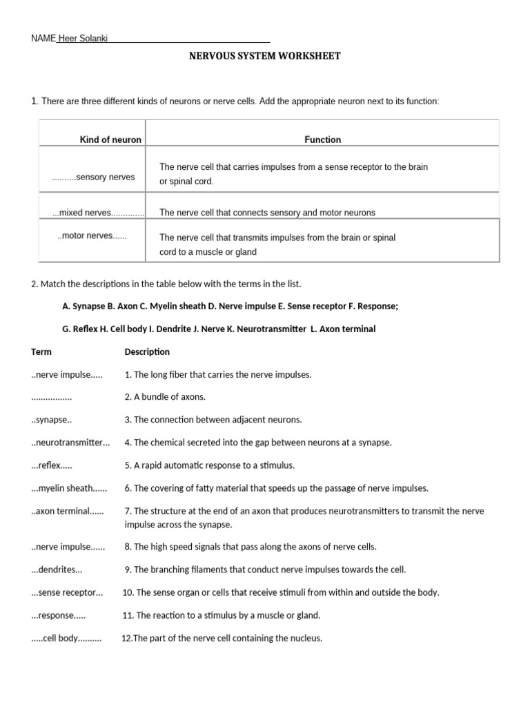 Nervous System - Biology Homework | PDF