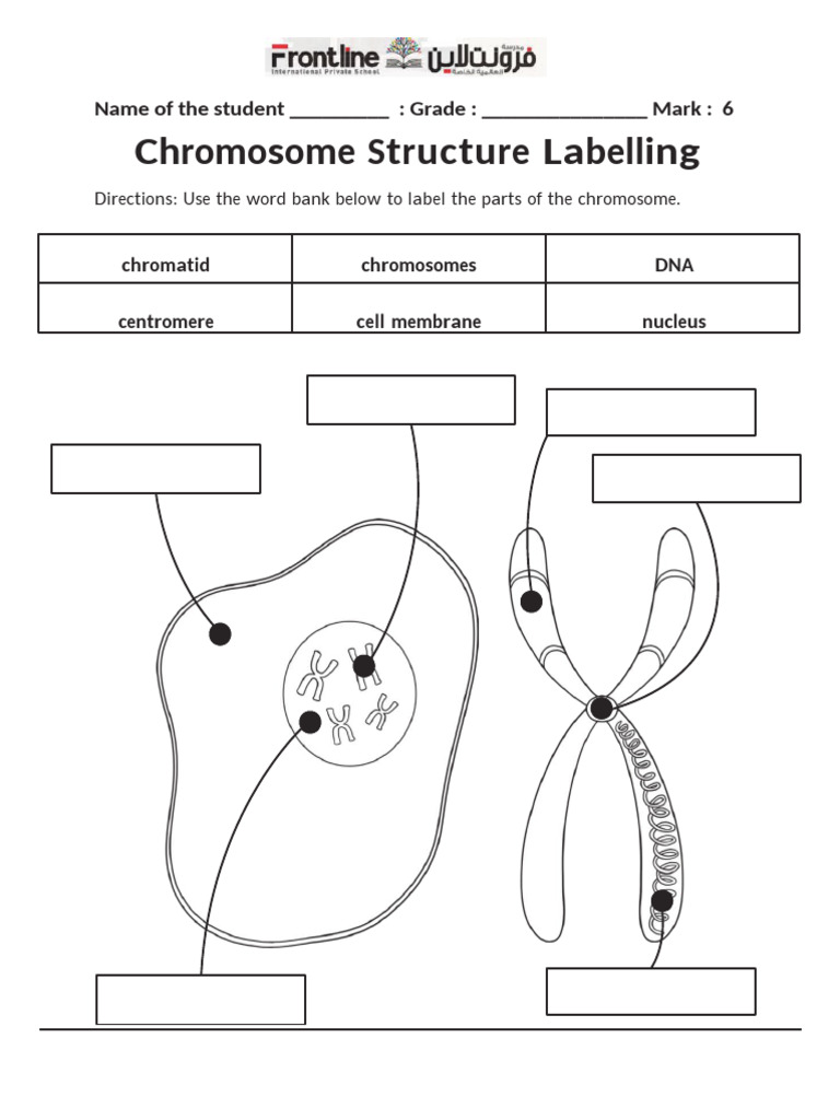 Chromosome Structure Labelling Guide | PDF