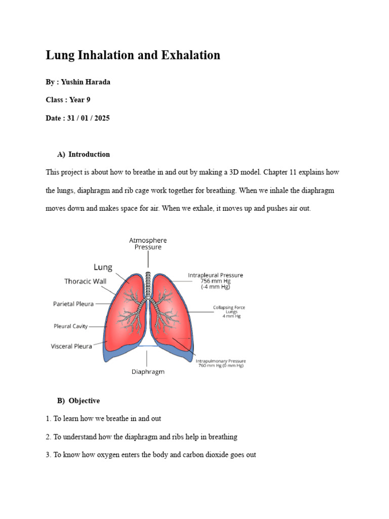 Lung Inhalation and Exhalation | PDF | Breathing | Lung