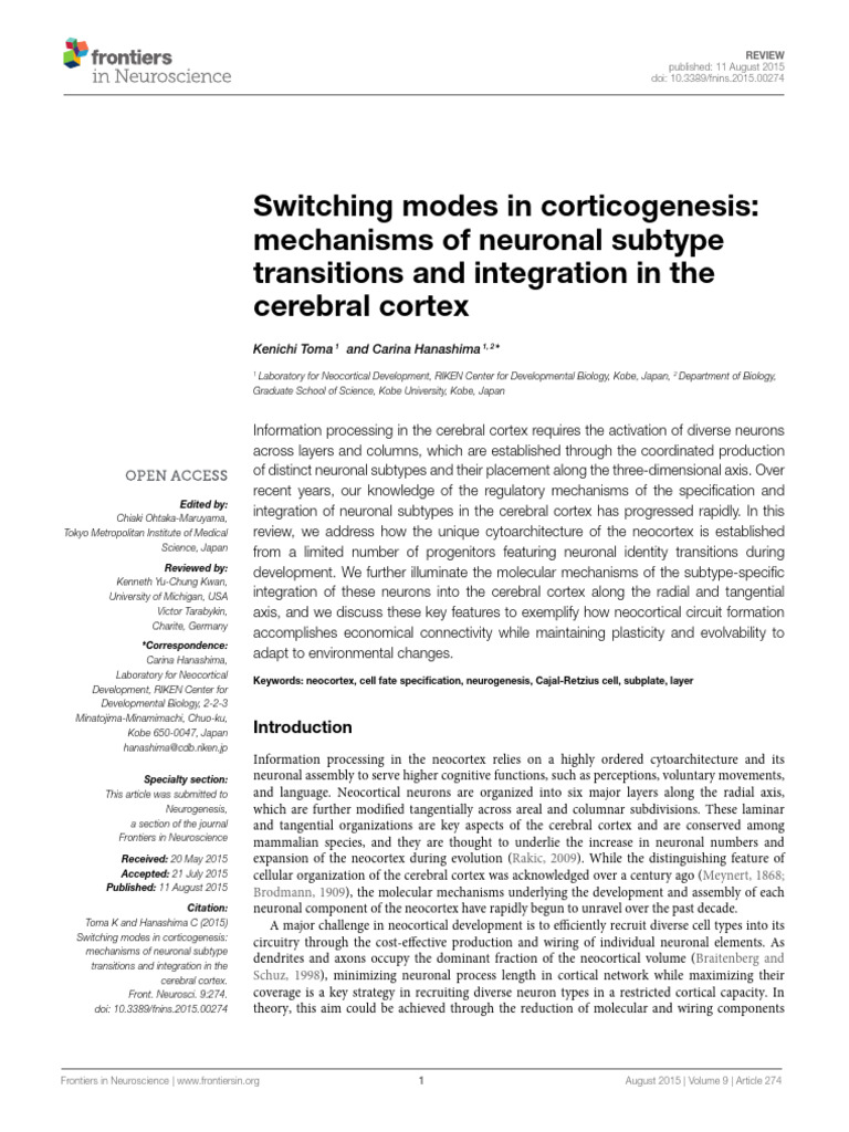 Neuronal Subtype Integration in Cortex | PDF | Cerebral Cortex ...
