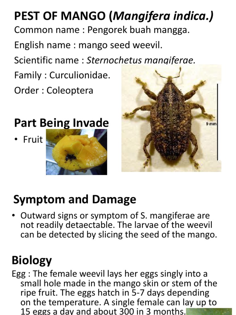 PEST of MANGO (Mangifera Indica | PDF | Insects | Trees