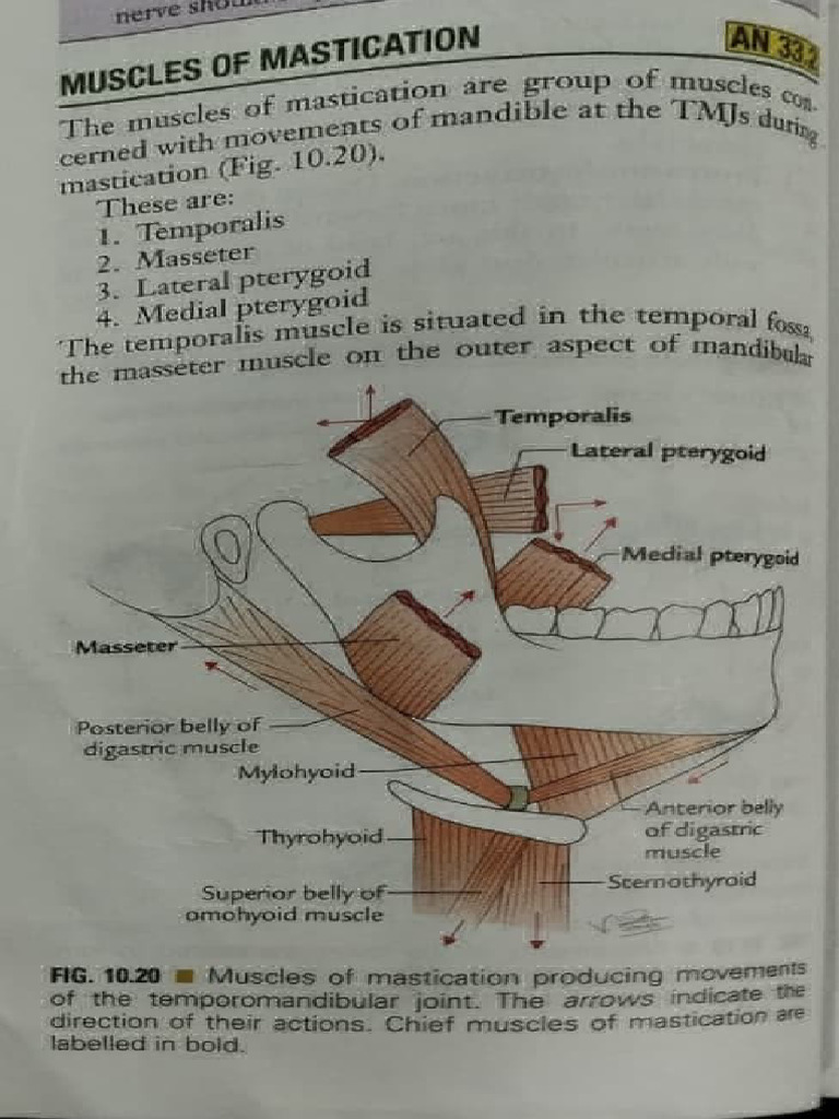 Anatomy TMJ Thyroid | PDF | Human Nose | Human Head And Neck