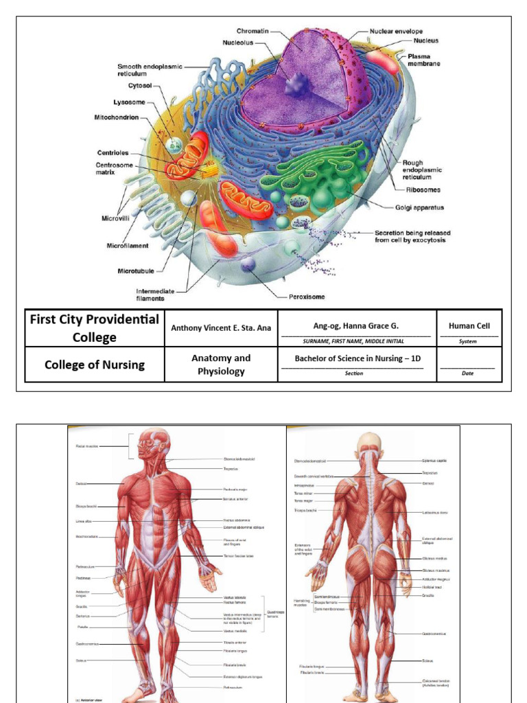 Cell, Muscular, & Skeletal System | PDF | Health Sciences | Health Care