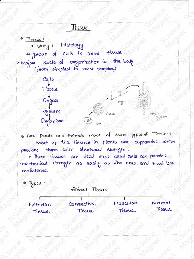 Tissue English | PDF