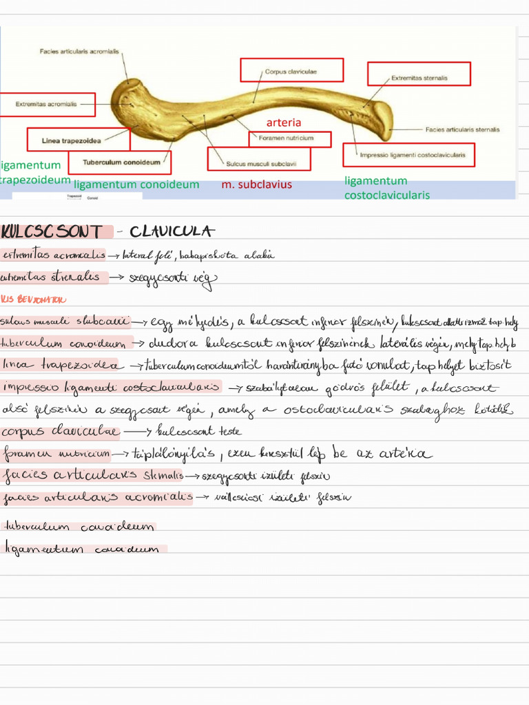 Clavicula, Kulcscsont - 241103 - 192255 | PDF