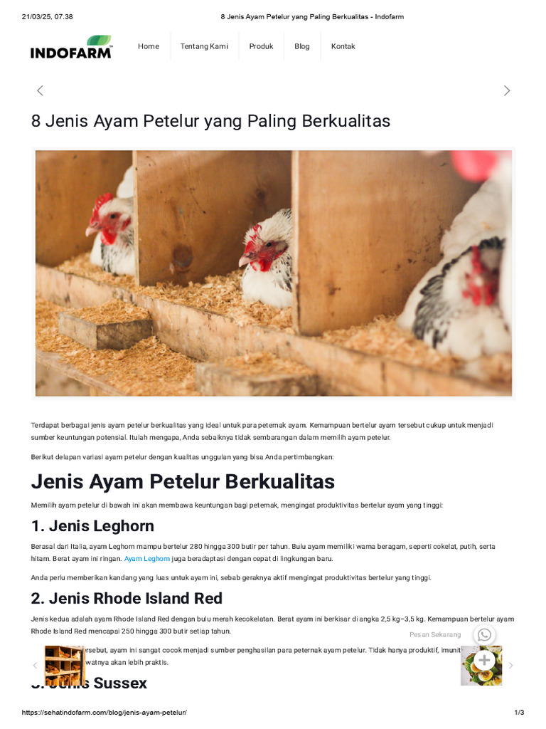 8 Jenis Ayam Petelur Yang Paling Berkualitas | PDF