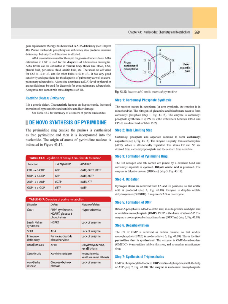 Pyrimidine Synthesis Pathway Overview | PDF