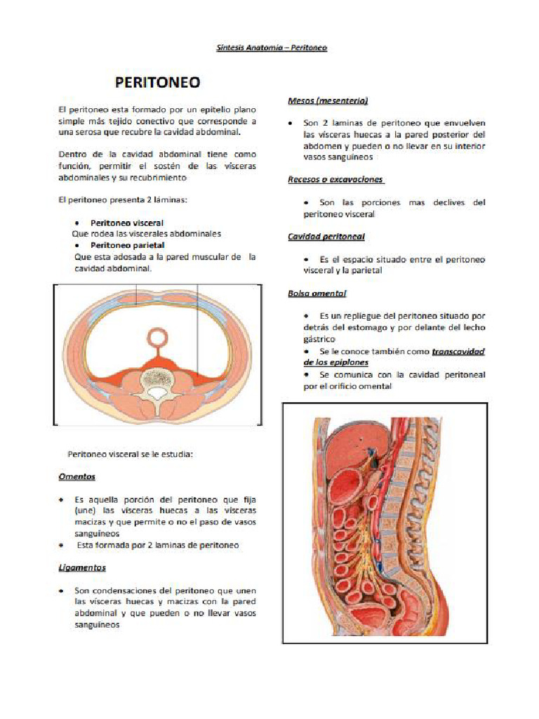Peritoneo | PDF