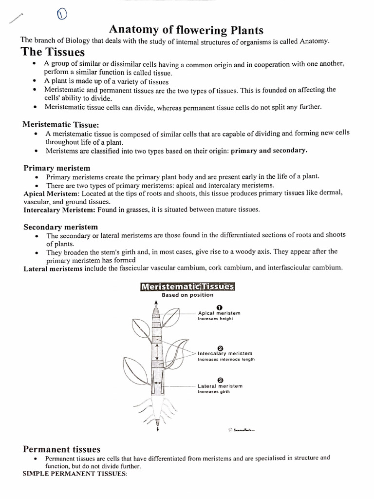 Anatomy of Flowering Plant Tissues | PDF | Plant Stem | Tissue (Biology)