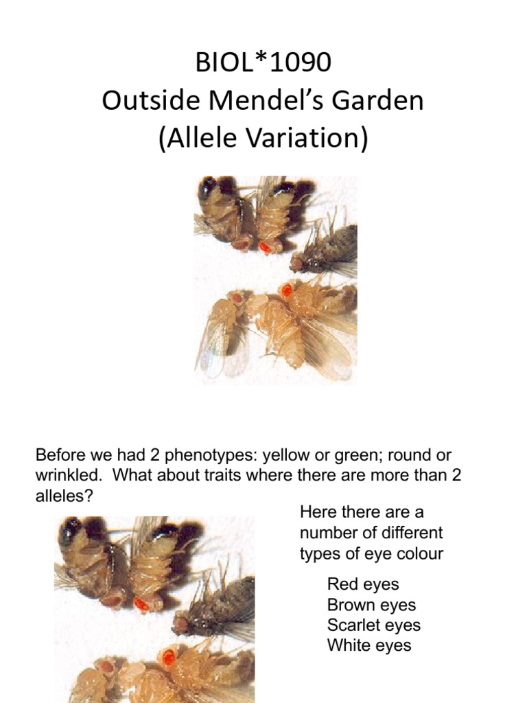 Allelic Variation Beyond Mendelian Genetics | PDF | Dominance (Genetics ...