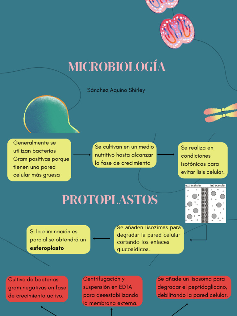 Protoplastos y esferoplastos bacterianos | PDF | Biología Celular ...