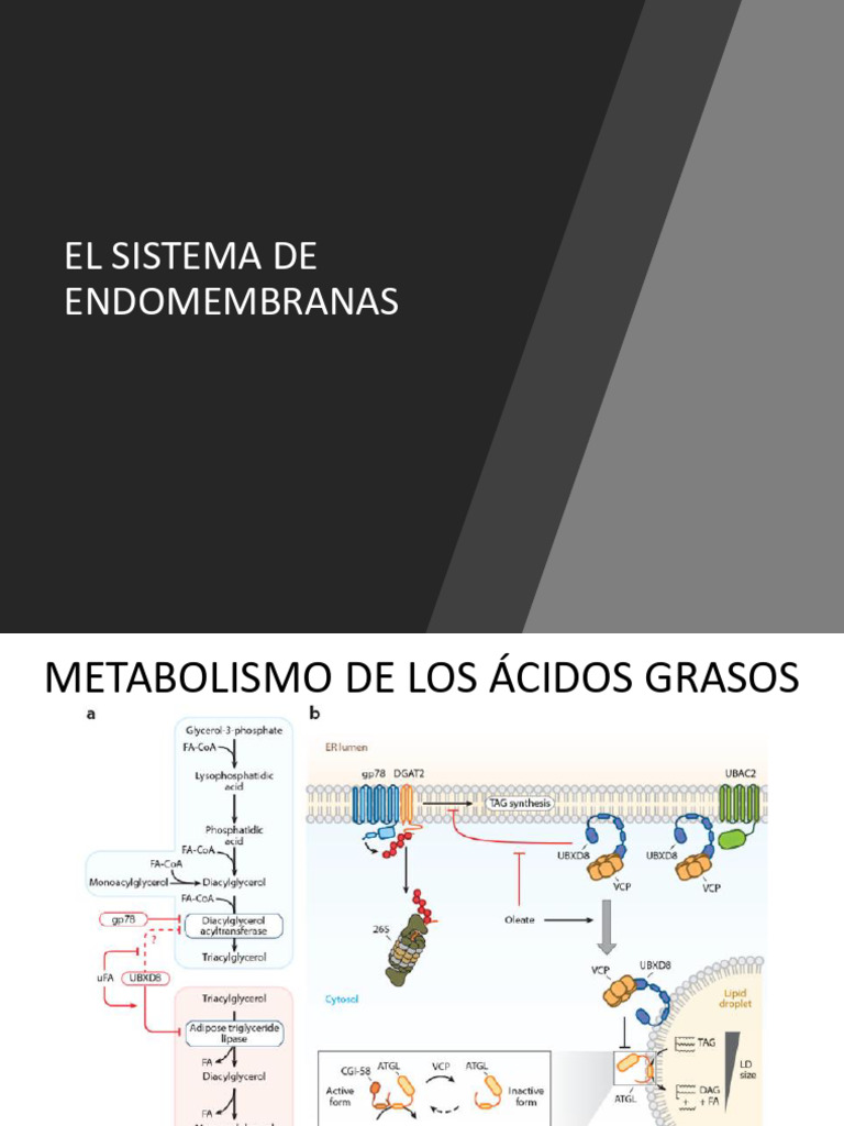 Funciones del Sistema de Endomembranas | PDF | Citoplasma | Anatomía ...
