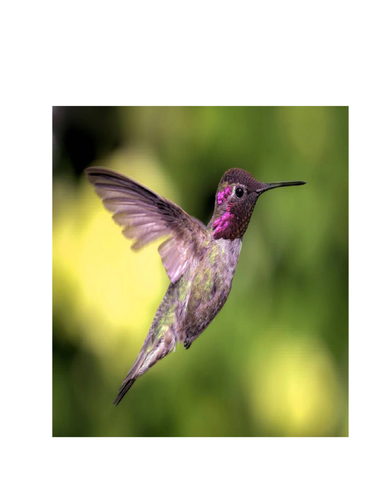 Colibri | PDF | Aves | Ornitología