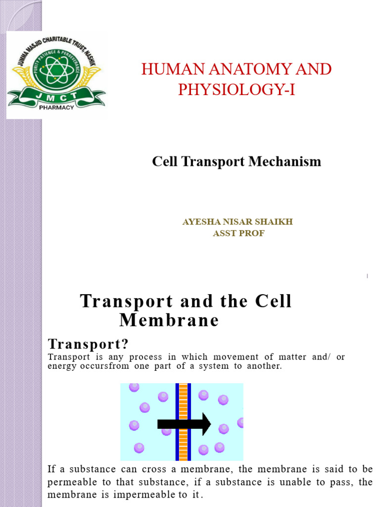 Presentation 3 Transport Mechanism - 1 | PDF | Cell Membrane | Osmosis