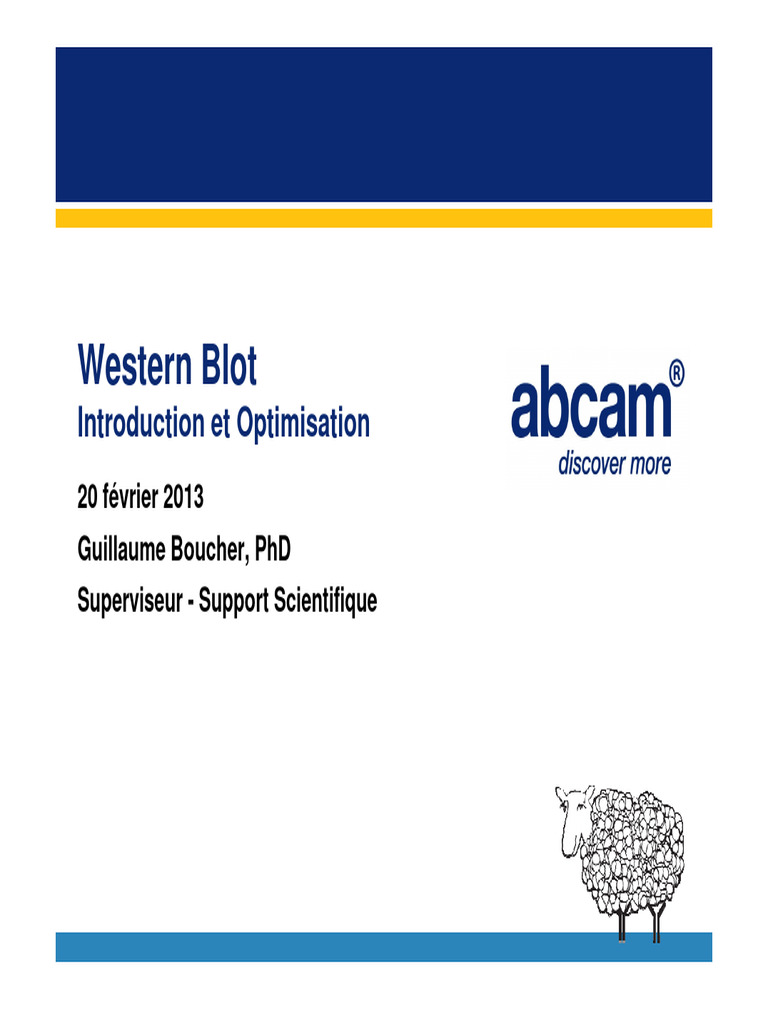 Guide du Western Blot: Protocole et Étapes | PDF | Western Blot | Biochimie