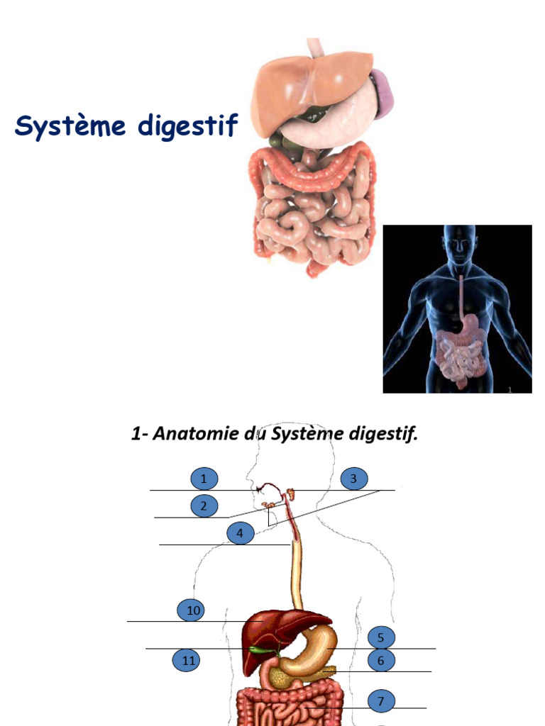 Anatomie du Système Digestif | PDF | Tractus gastro-intestinal | Digestion