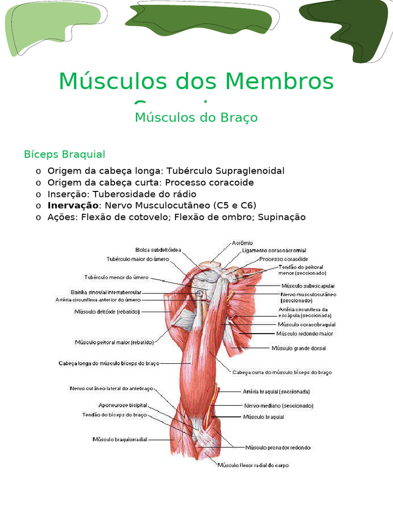 Músculos Dos Membros Superiores | PDF | Anatomia humana | Membros (anatomia)