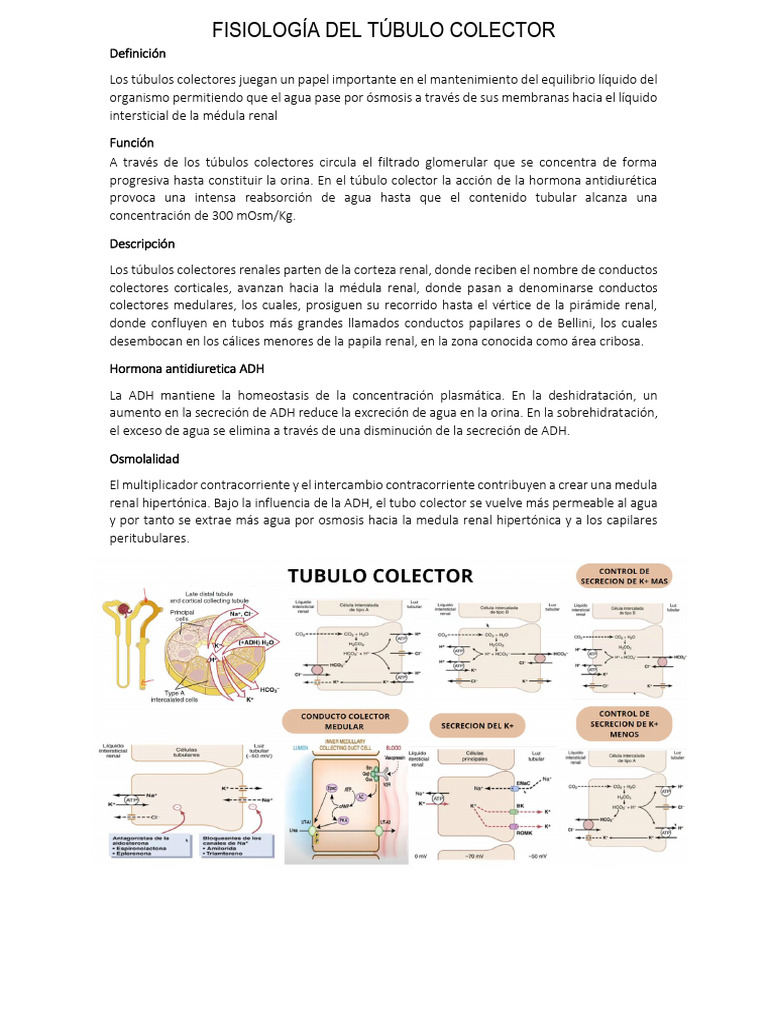 Función del Tubo Colector Renal | PDF | Riñón | Fisiología