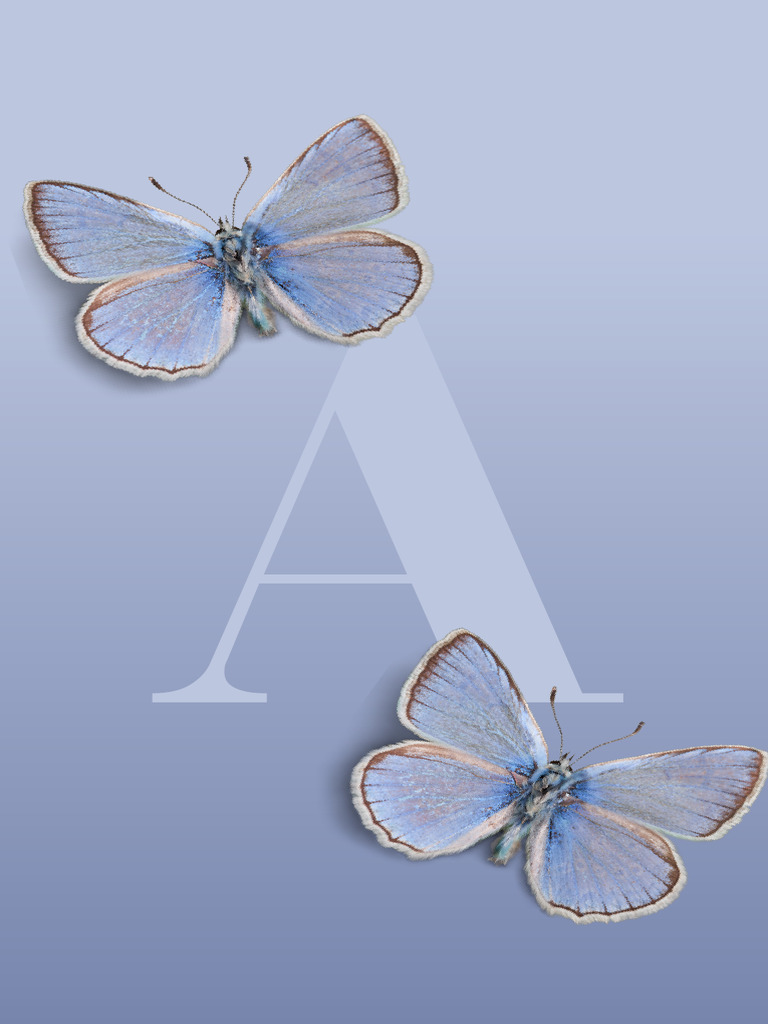 Fundo de Celular Monograma Borboleta Azul Claro_20250412_191042_0000 | PDF