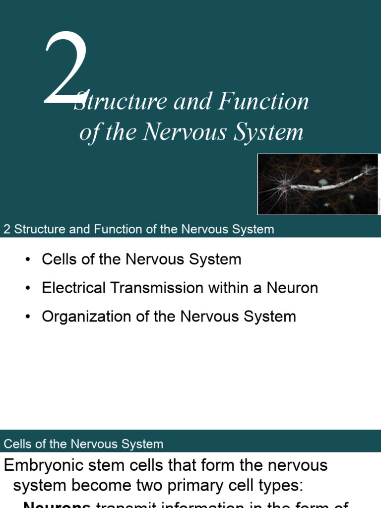 PSYCH 302 Chapter 2 - Structure and Function of The Nervous System ...