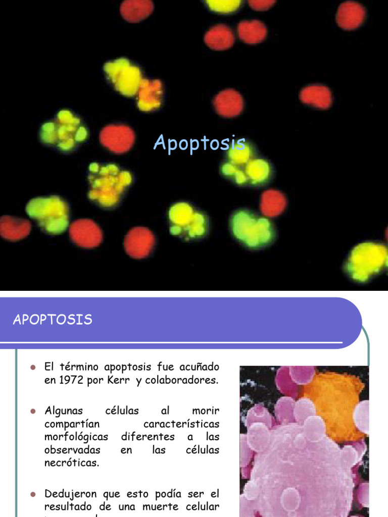 Apoptosis | PDF | Apoptosis | Caspasa