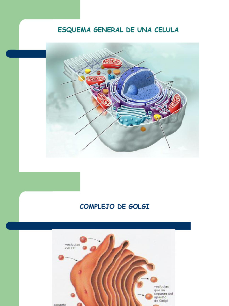 Complejo de Golgi | PDF | Citoplasma | Biofísica
