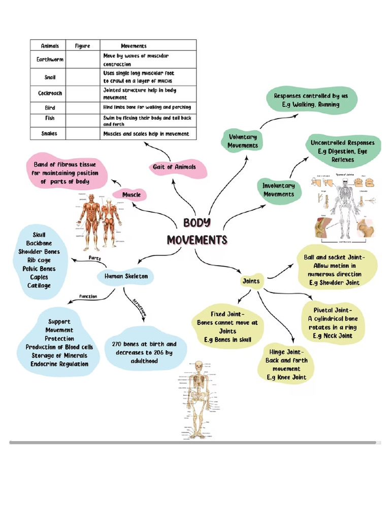 Body Movements Mind Map for Class 6 | PDF