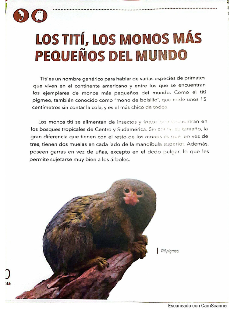 Los titi , los monos mas pequeños del mundo | PDF