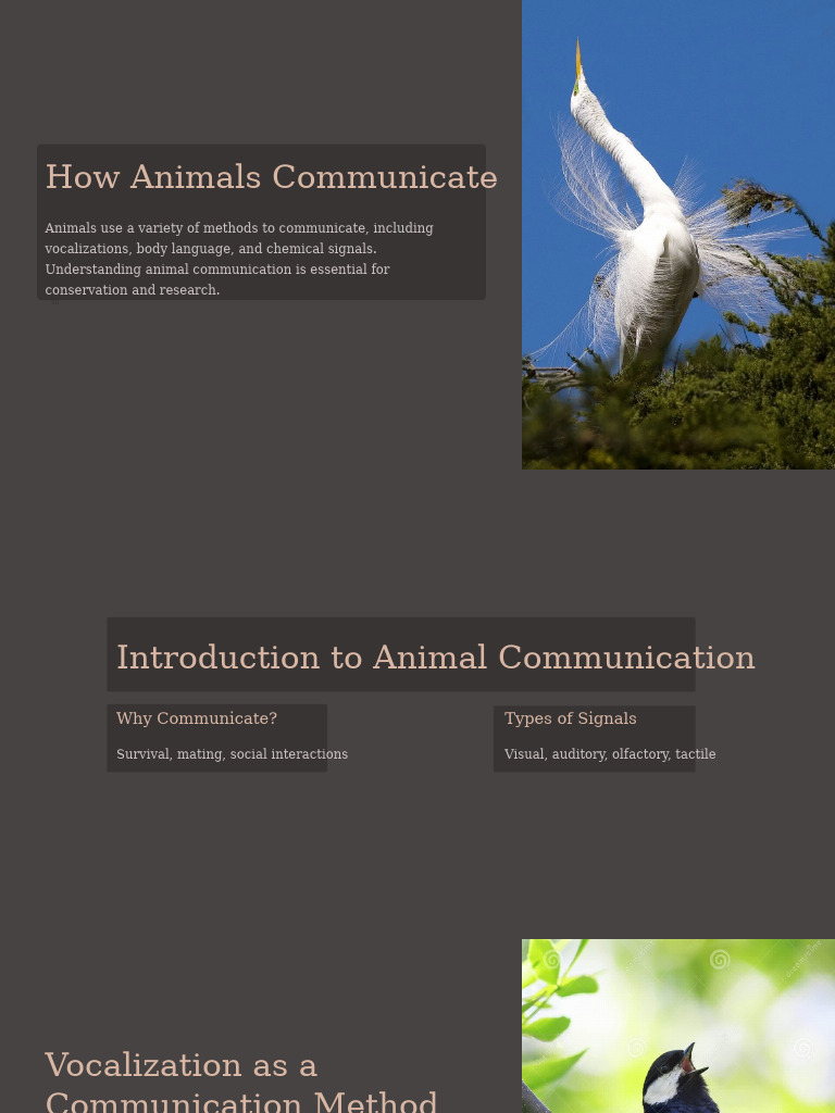 How Animals Communicate | PDF