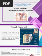 Anatomía de la Región Inguinocrural | PDF | Abdomen | Anatomía
