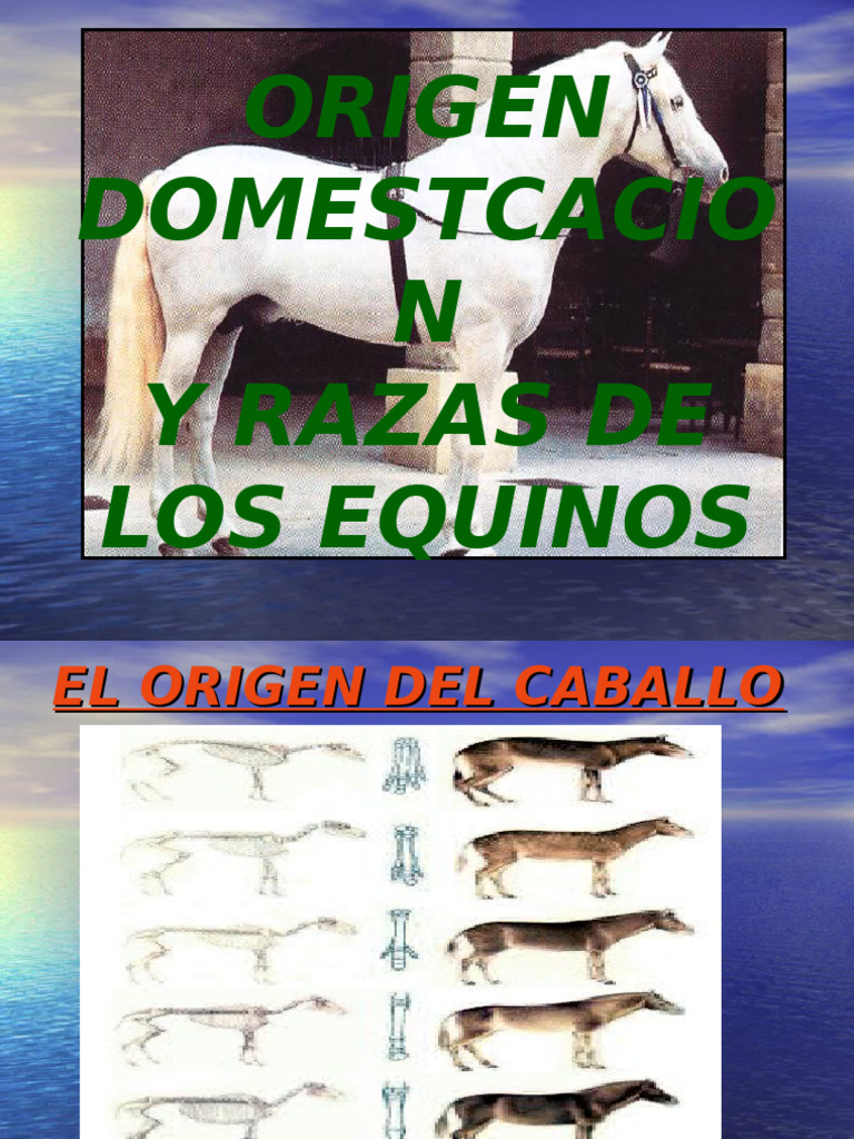 Origen y Razas del Caballo | PDF | Caballos | Équidos