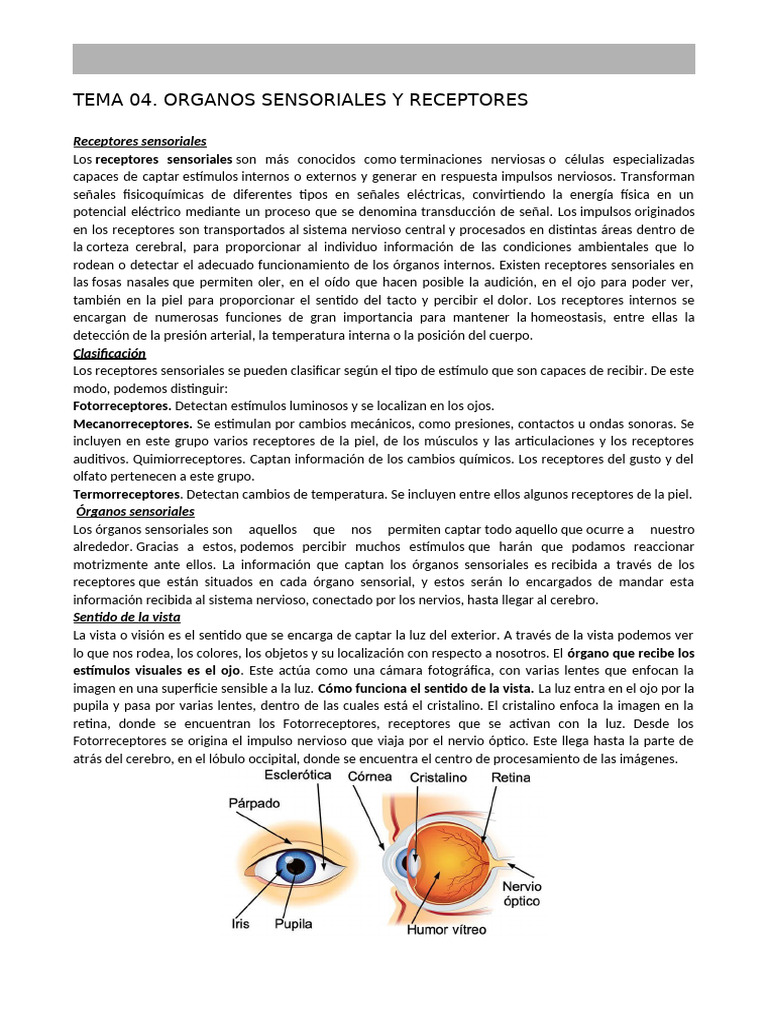 Organos Sensoriales | PDF | Oído | Sentidos