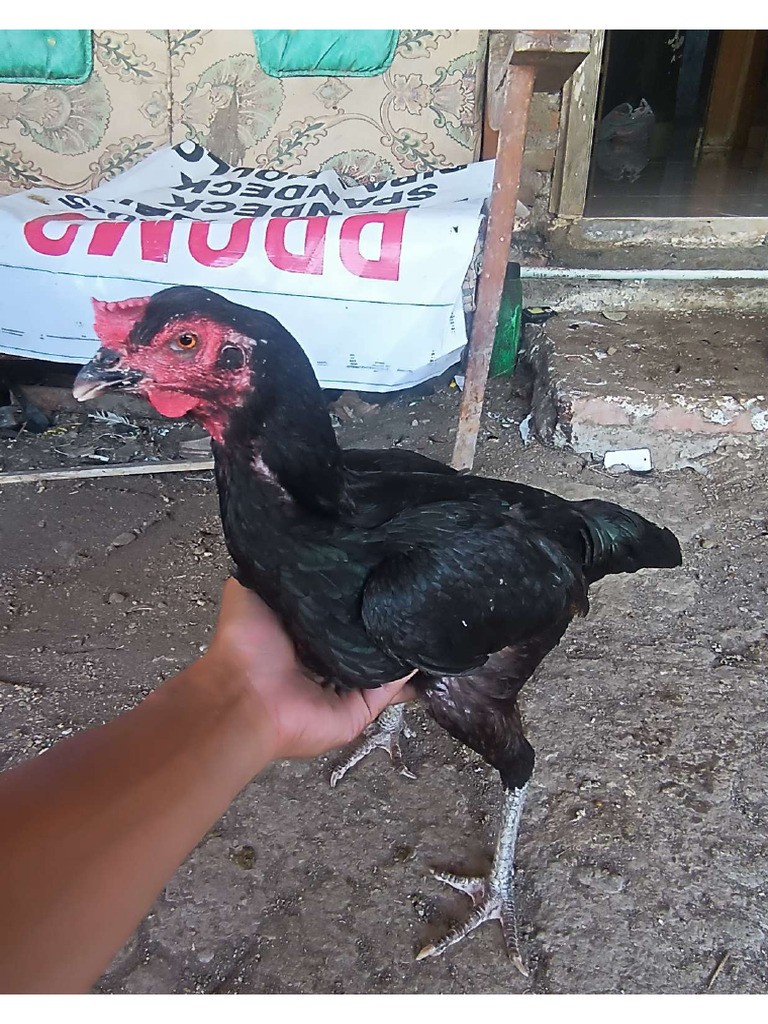 Ayam Pama | PDF