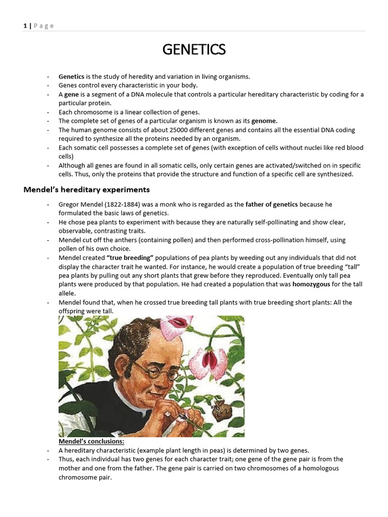Possible Genotypes for Individual 1 | PDF | Dominance (Genetics) | Genotype
