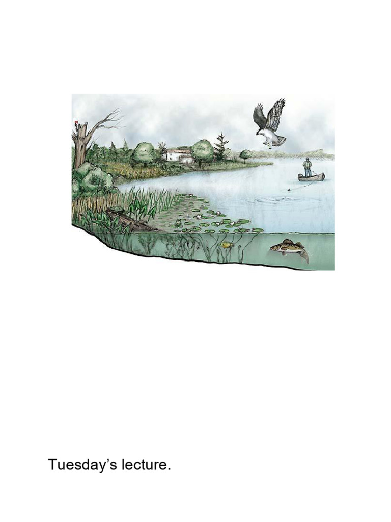 714 Lecture 8 - Ecosystems | PDF | Primary Production | Food Web