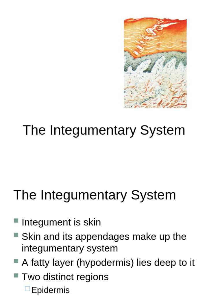 Overview of the Integumentary System | PDF | Integumentary System | Skin