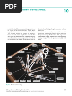 Endoskeleton of Frog (With Diagram) : The Endoskeleton Is Described ...