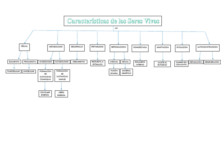 Mapa Conceptual celula y sus caracteristicas | PDF