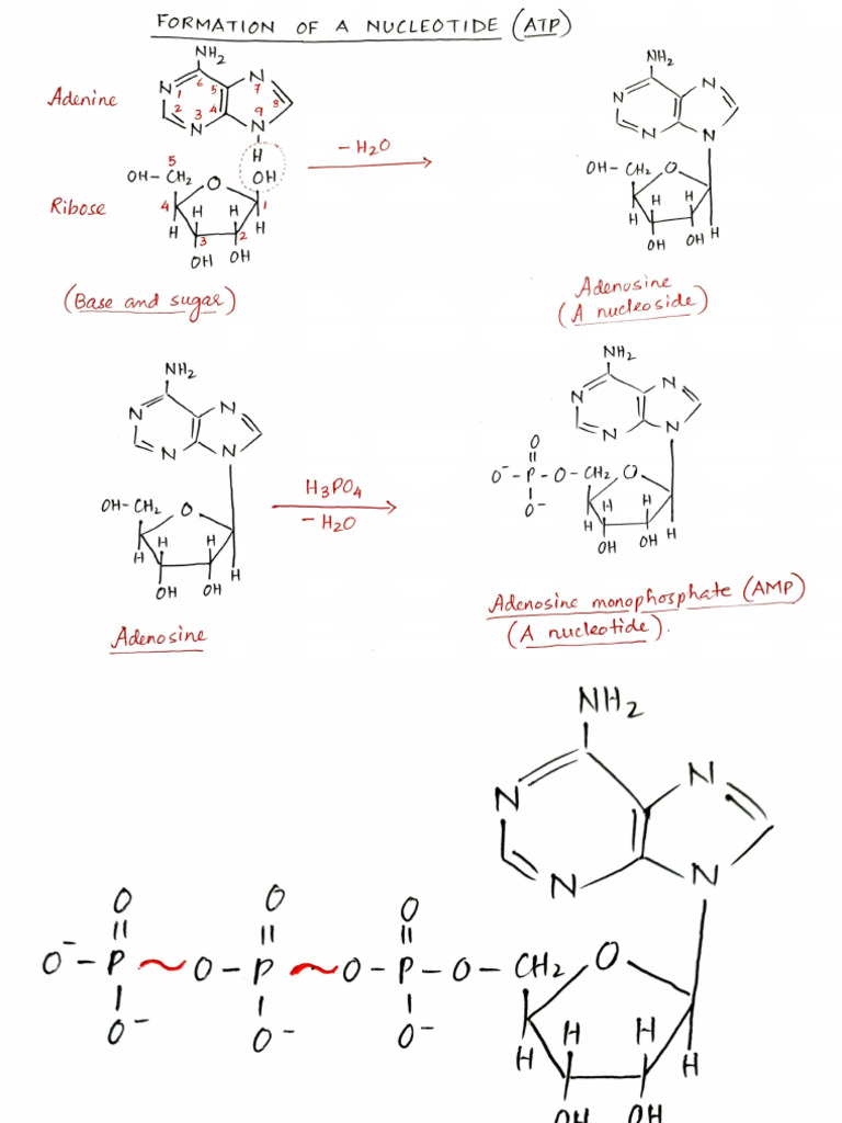 Steps of Formation of A Nucleotide and A Polynucleotide | PDF