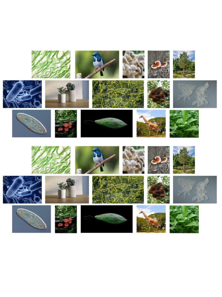 GAMBAR IPA KLASIFIKASI MAKHLUK HIDUP | PDF