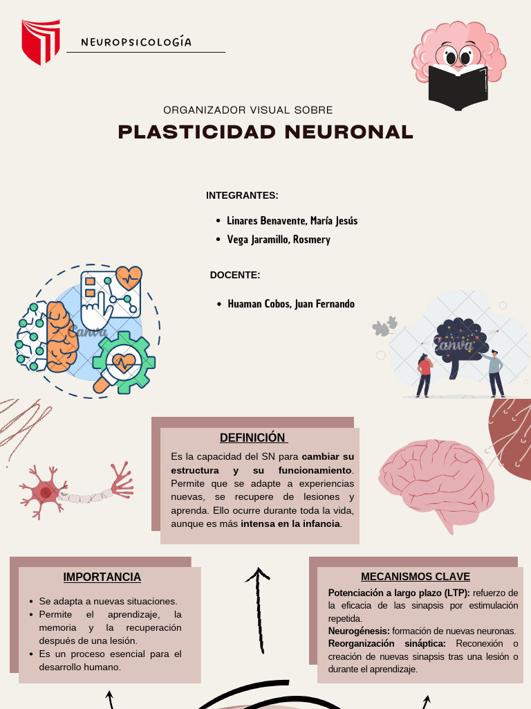 Organizador Visual - Plasticidad Neuronal | PDF | Neurona | Neuroplasticidad
