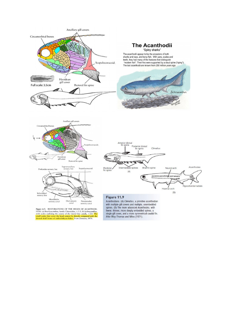 The Acanthodii | PDF