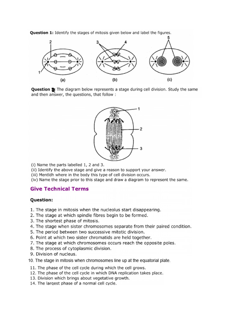 Mitosis: Chromosome Alignment Stage | PDF