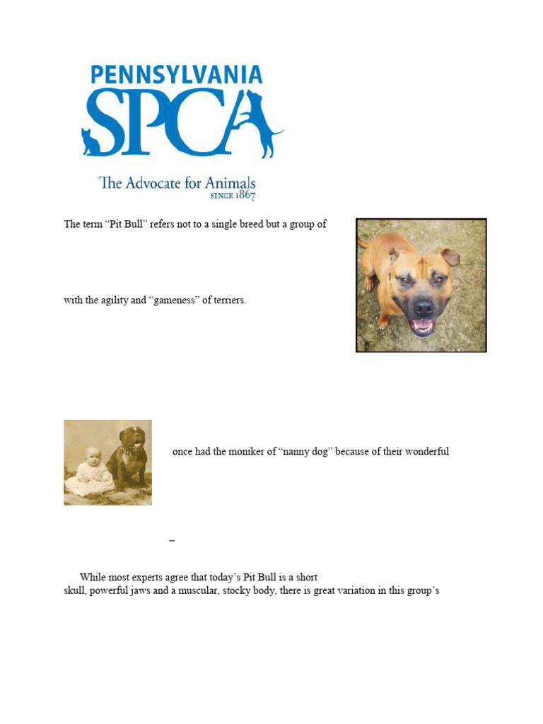 Pit Bull Breed Definition | PDF | Pit Bull | Staffordshire Bull Terrier