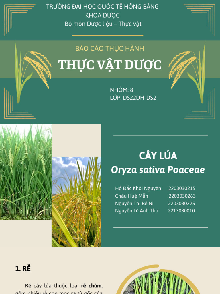 Cây Lúa | PDF