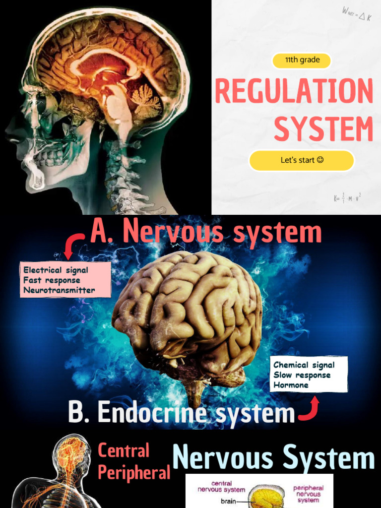 Action Potential Neuron - Biology | PDF