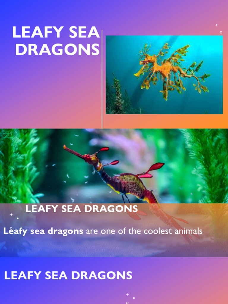 Leafy Sea Dragons | PDF